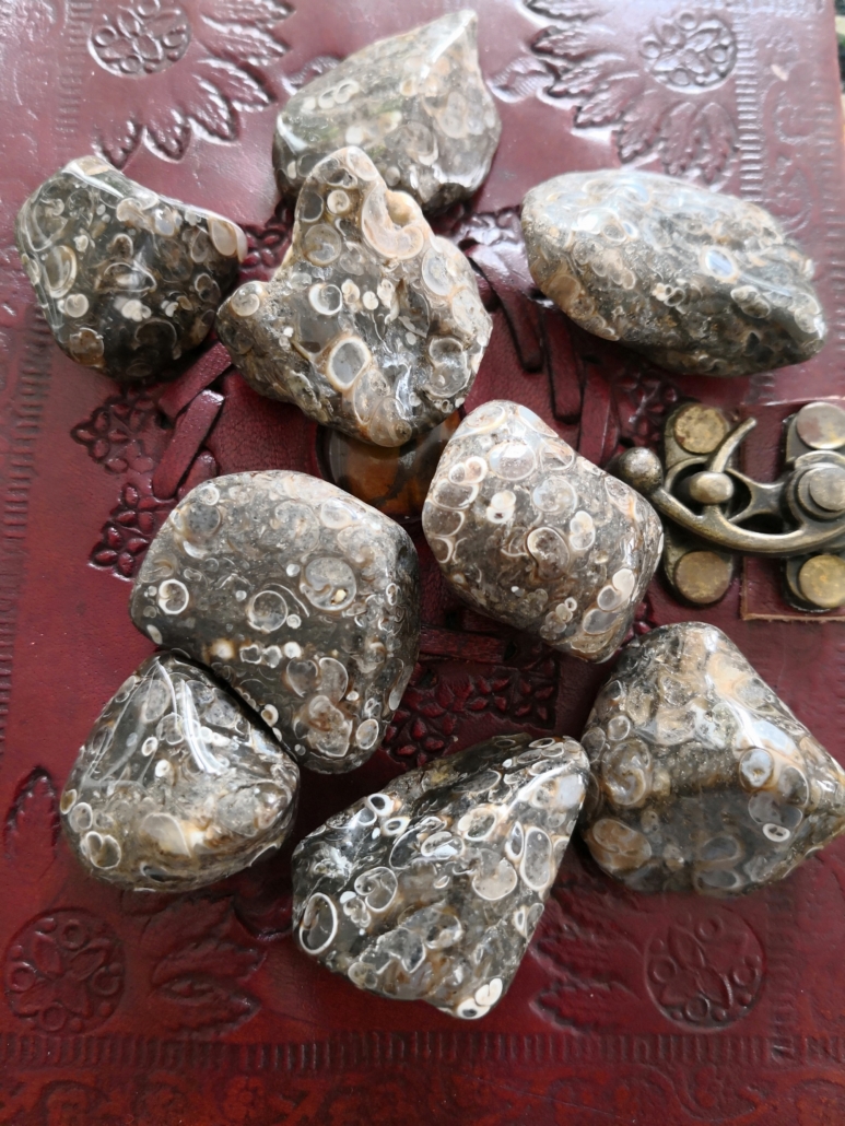 AGATE TURITELLE - Naturopathe Chien, Chat, Cheval