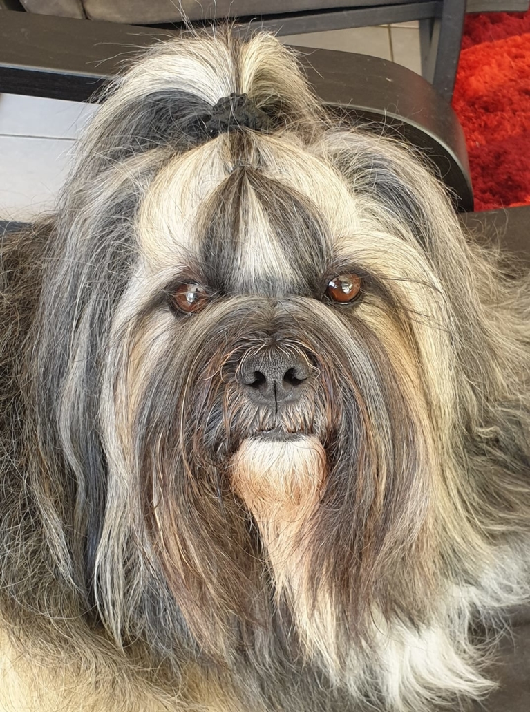 LE COLLAPSUS TRACHEAL DU CHIEN ET DU CHAT - Naturopathe Chien, Chat, Cheval